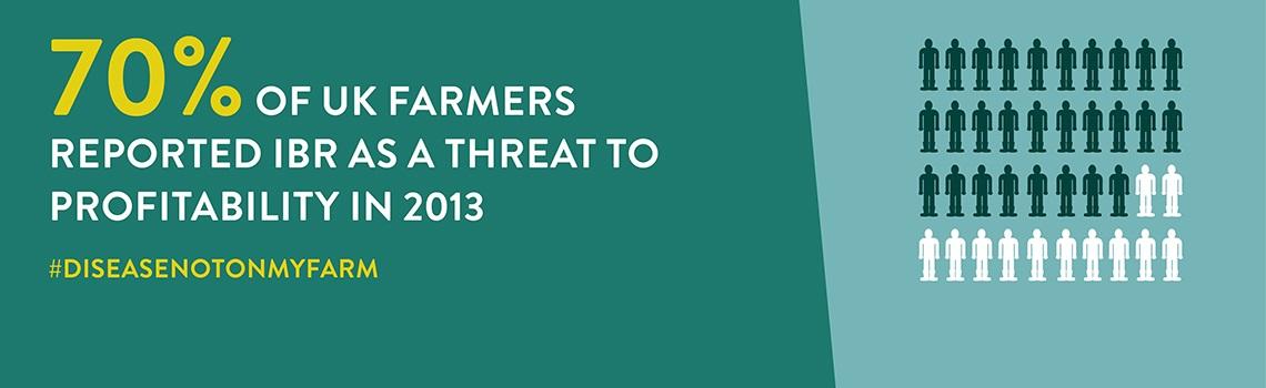 Infectious Bovine Rhinotracheitis (IBR) | MSD Animal Health HUB