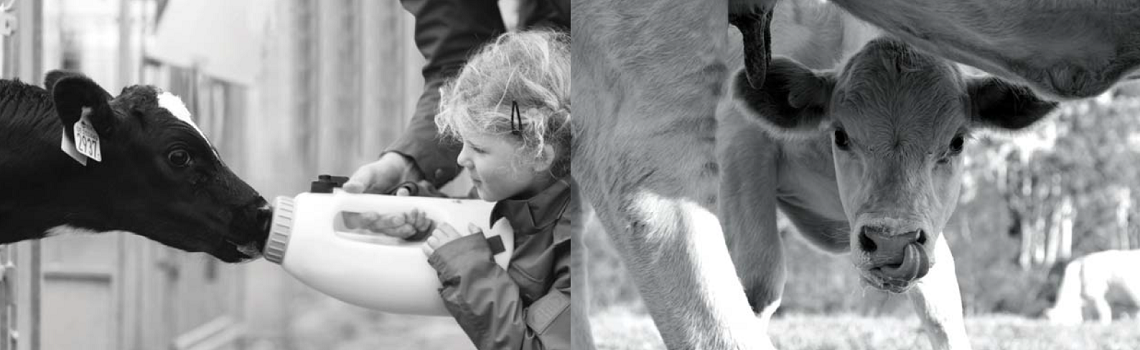 MSD Animal Health Hub: Rotavec® Corona Emulsion for injection for cattle