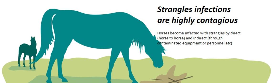 Strangles Management