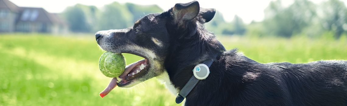 Animo® | MSD Animal Health HUB