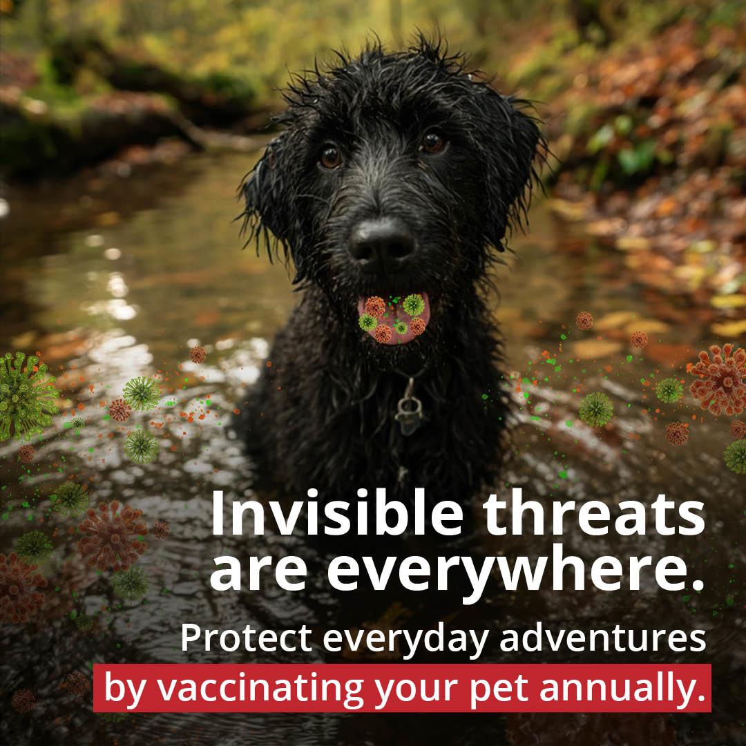 National Pet Vaccination Month 2026 | MSD Animal Health HUB