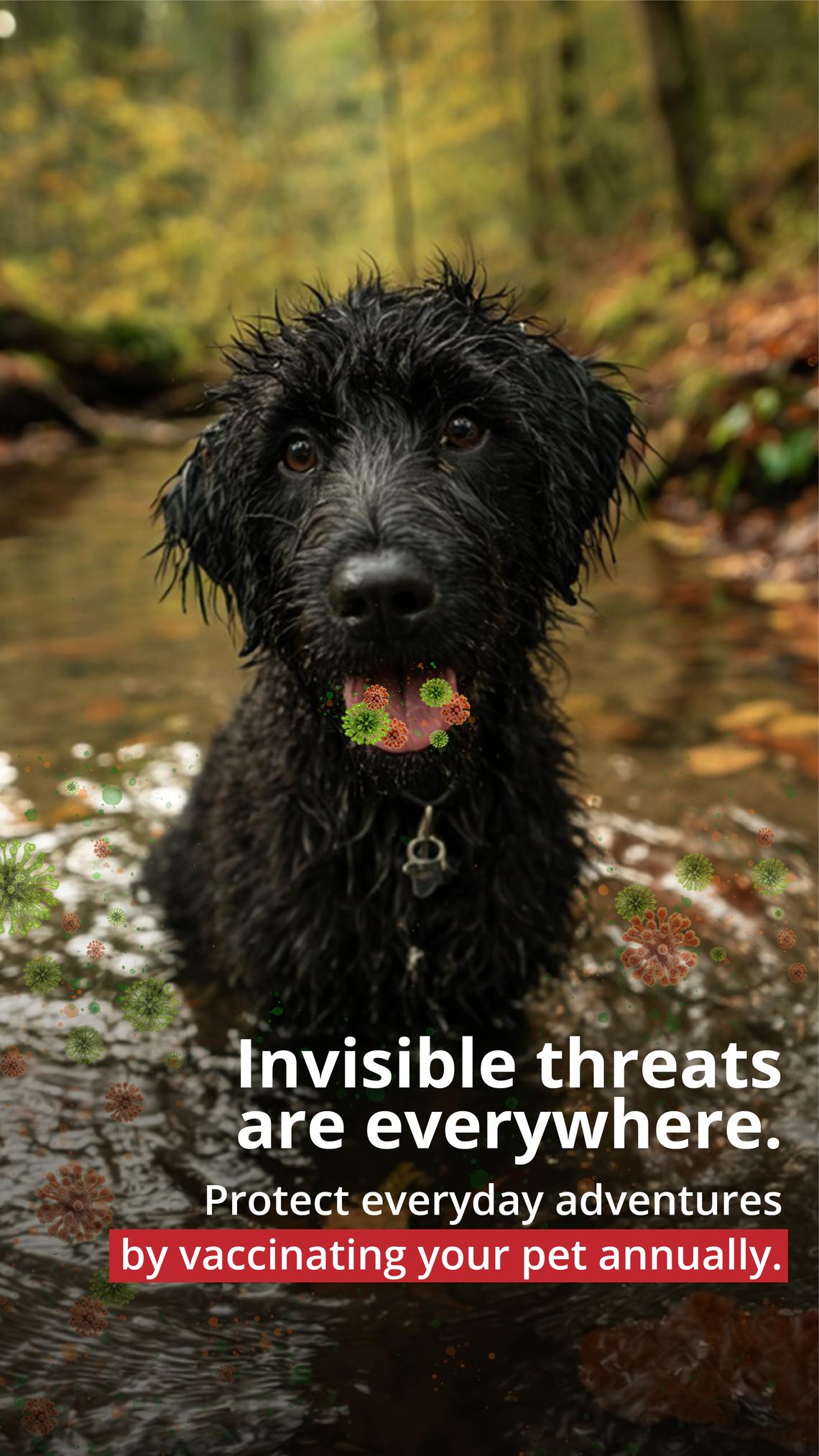 National Pet Vaccination Month 2026 | MSD Animal Health HUB