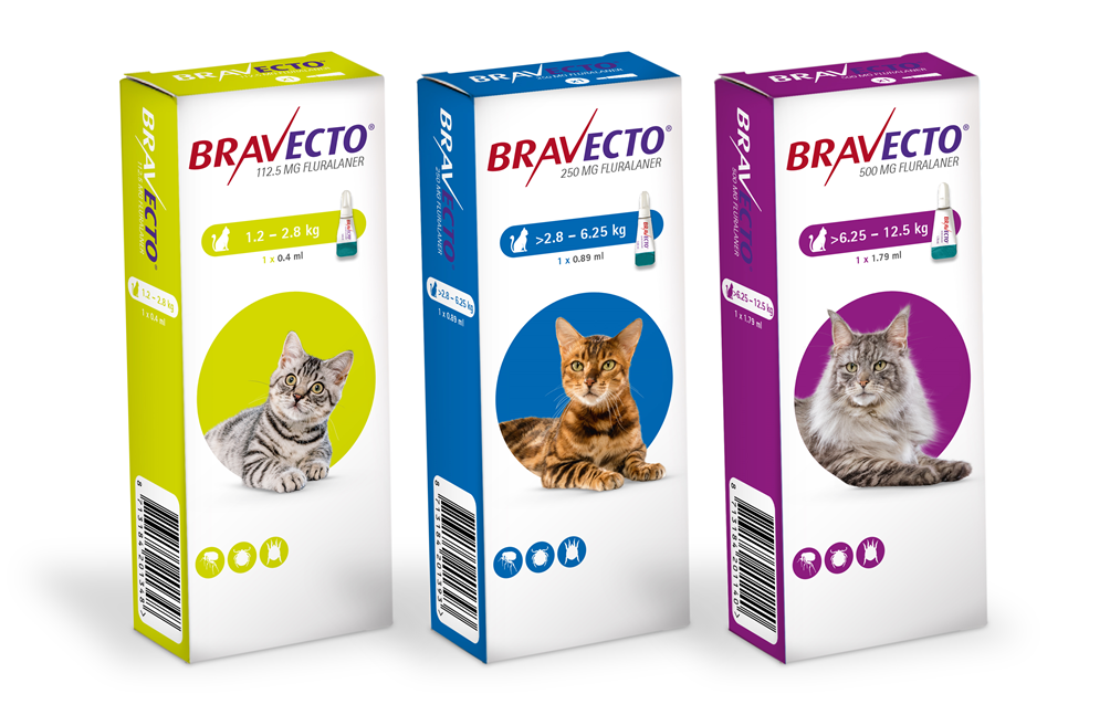 Bravecto® Spot-On solution for cats | MSD Animal Health HUB