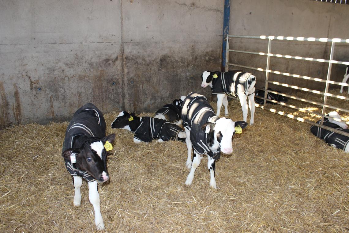 Calf Scour Causes, Costs and Prevention | MSD Animal Health HUB