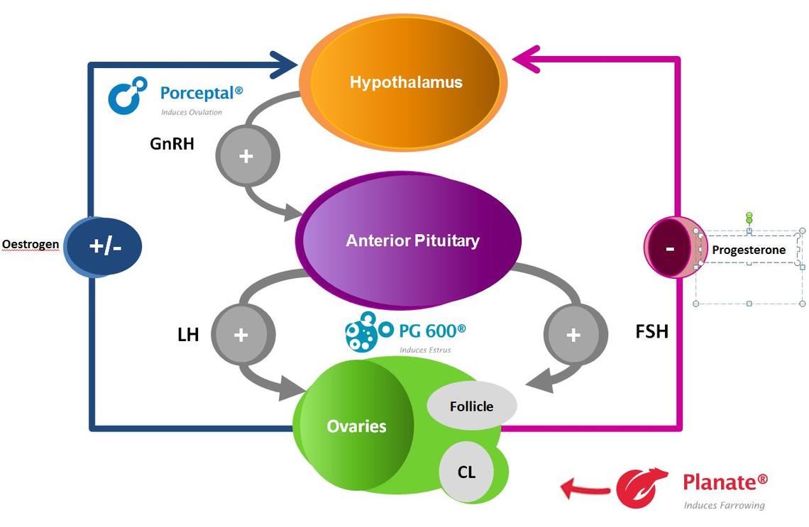 Make Your Herd: Productive + Predictable =Profitable