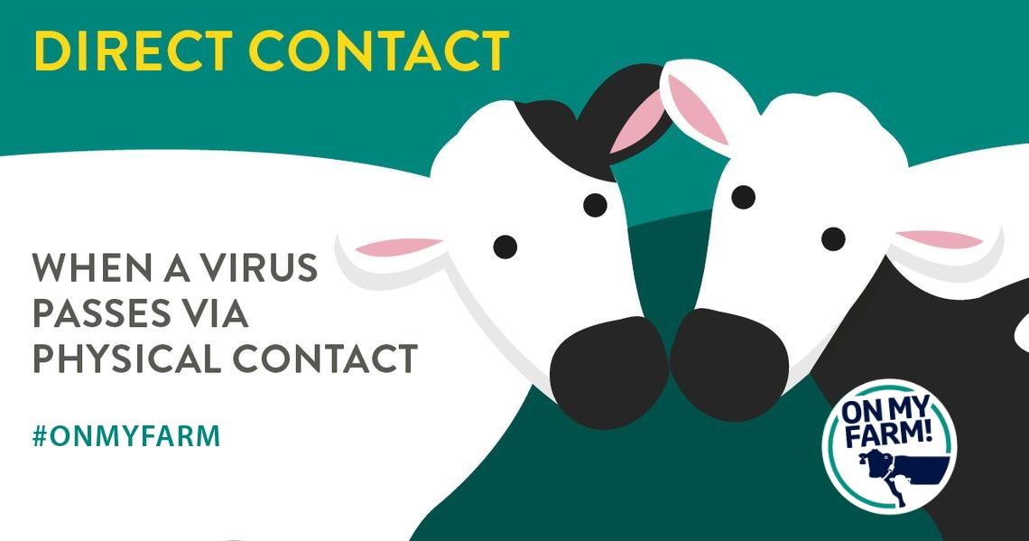 Infectious Bovine Rhinotracheitis (IBR) | MSD Animal Health HUB