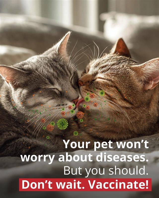 National Pet Vaccination Month 2026 | MSD Animal Health HUB