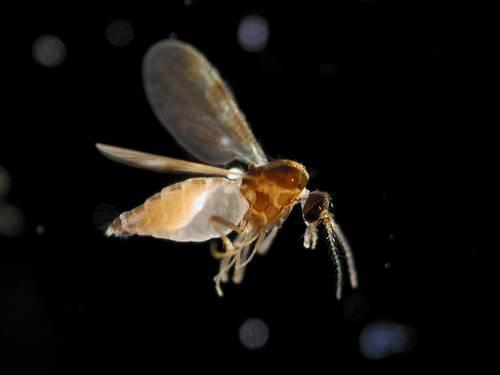 notifiable insects uk