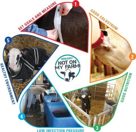 Five steps to better calf health | MSD Animal Health HUB