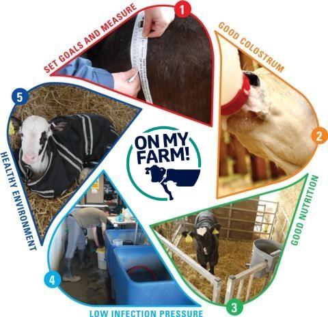Five steps to better calf health | MSD Animal Health HUB