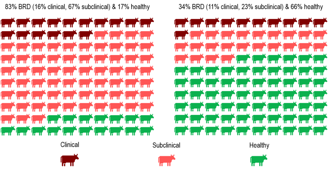 Bovine Respiratory Disease (BRD) | MSD Animal Health HUB