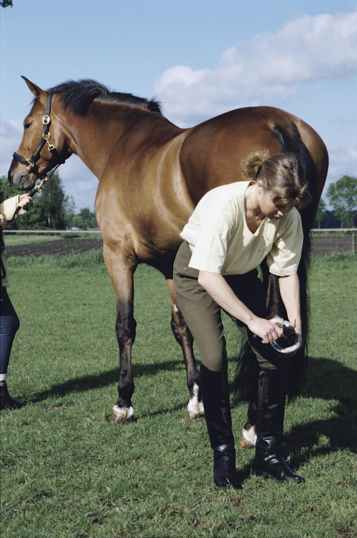 Healthy Horses: How to care for your horse’s hooves