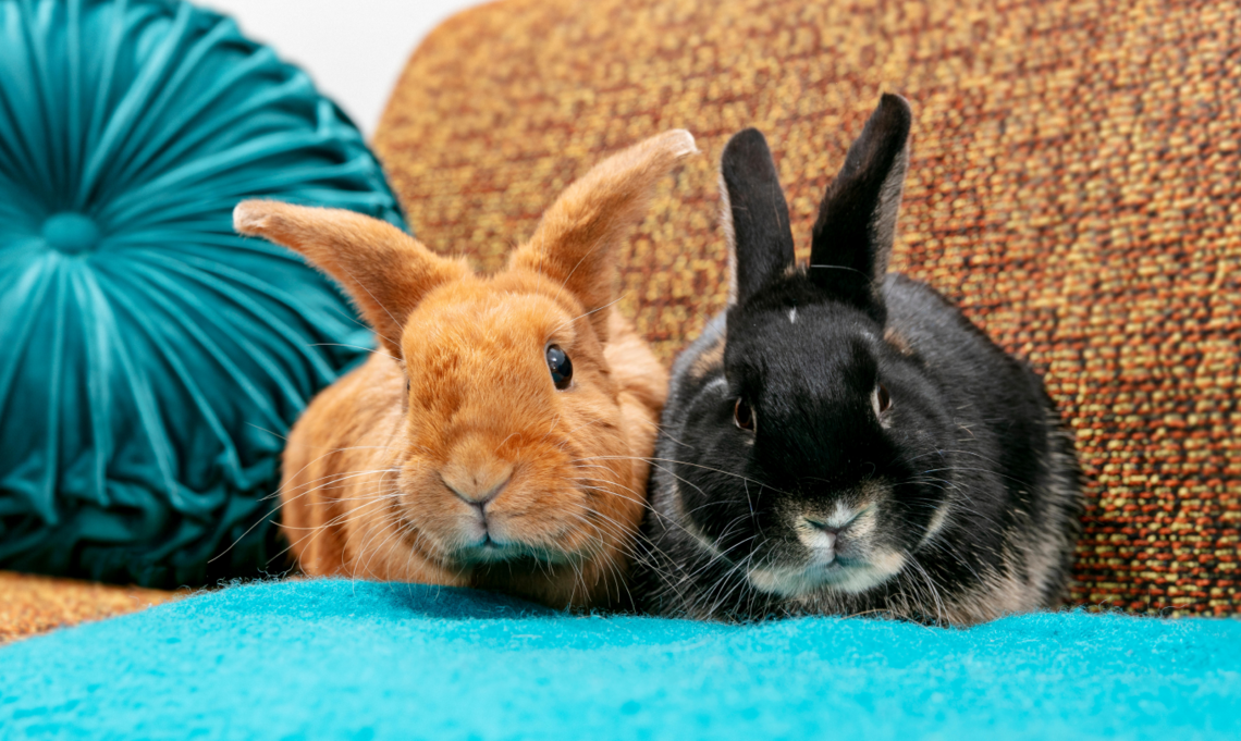 Client Support - Housing | MSD Animal Health HUB