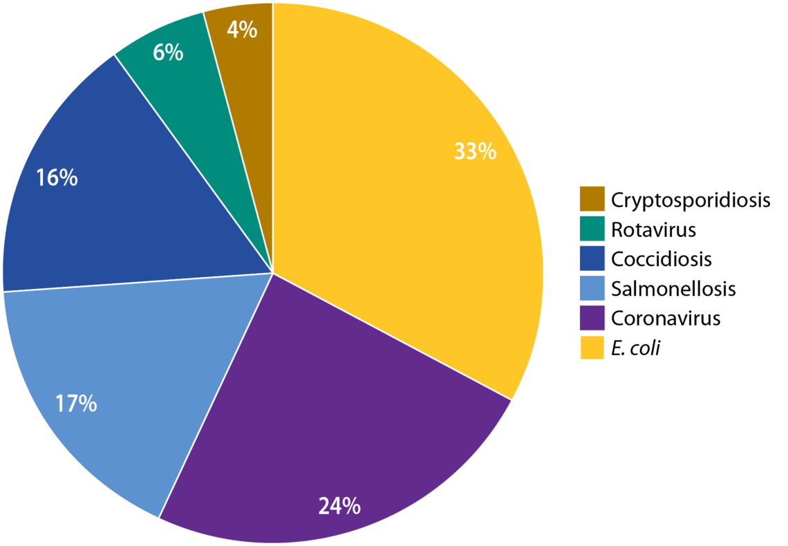 Calf Scour Causes, Costs and Prevention | MSD Animal Health HUB