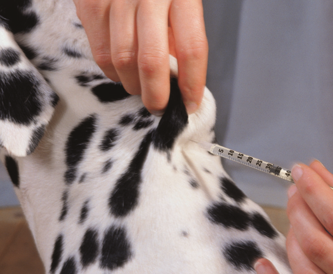 Diabetes in Dogs: Dosing Overview