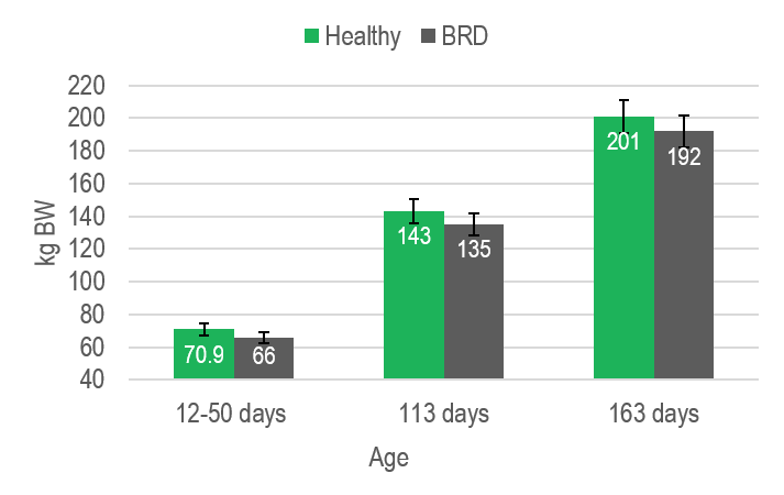 Bovine Respiratory Disease (BRD) | MSD Animal Health HUB