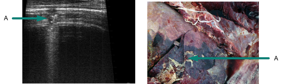 Bovine Respiratory Disease (BRD) | MSD Animal Health HUB