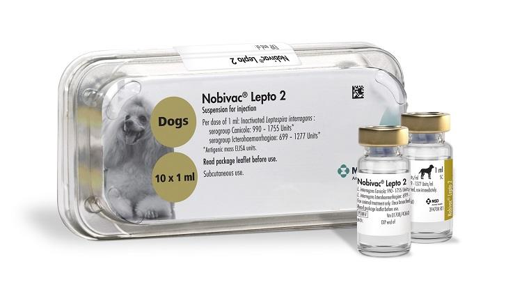 Can A Dog Get Lepto From The Vaccine