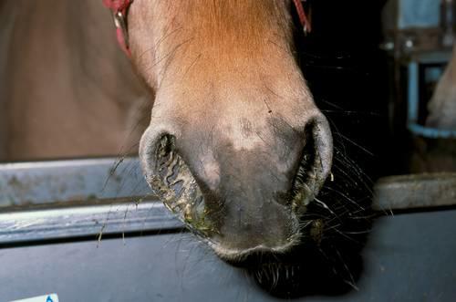 Key Facts About Equine Influenza