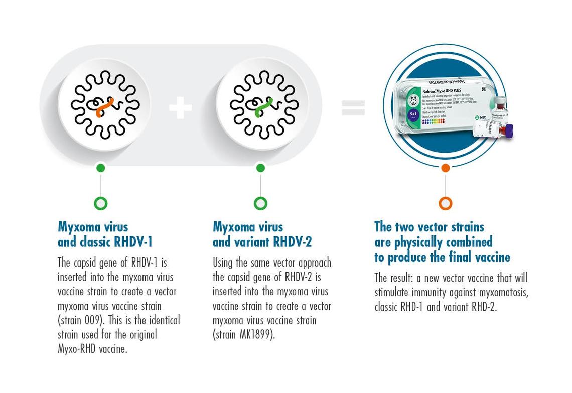 A unique vectored vaccine | MSD Animal Health HUB