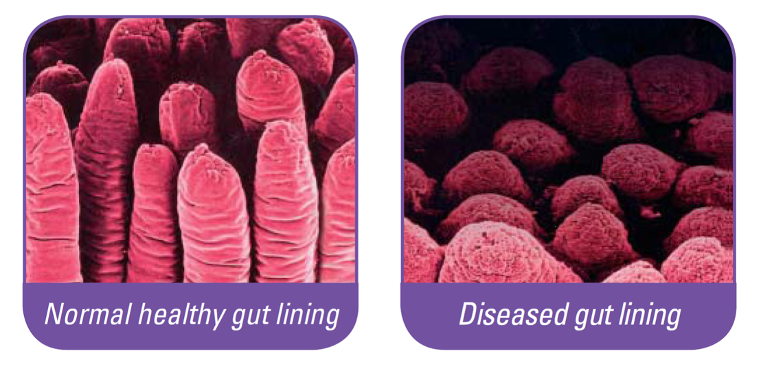 Calf Scour Causes, Costs and Prevention | MSD Animal Health HUB
