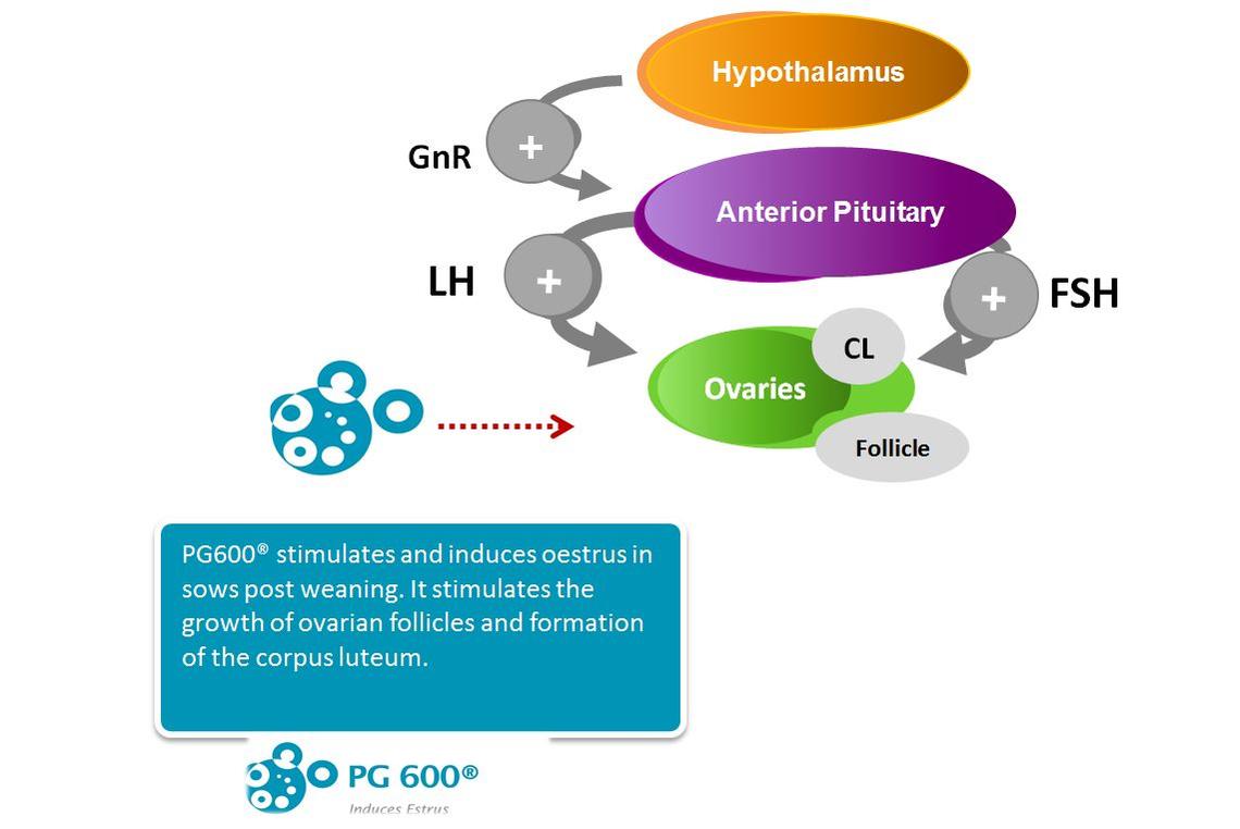 Using PG600 to improve oestrus®