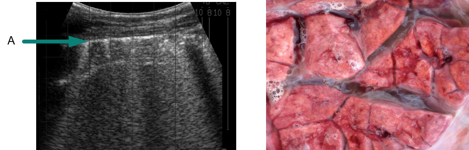 Bovine Respiratory Disease (BRD) | MSD Animal Health HUB