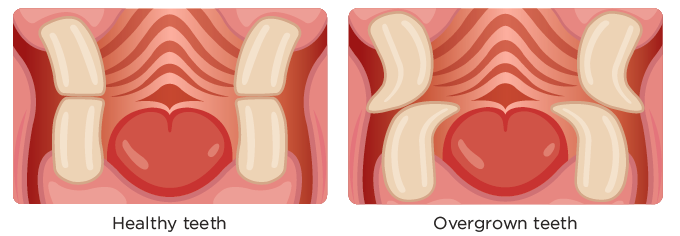 rabbit teeth diagram