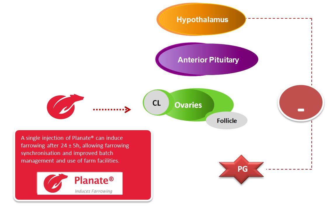 Precise planning of farrowing with Planate®
