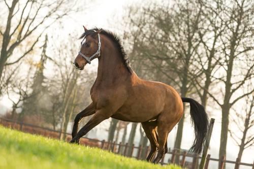 tetanus in horses ppt