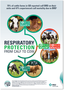 The MSD Animal Health Respiratory Programme | MSD Animal Health HUB