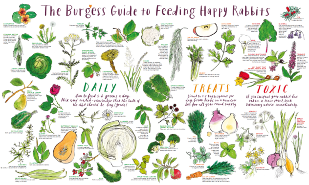 Client Support - Nutrition | MSD Animal Health HUB