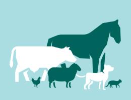 Search | MSD Animal Health HUB