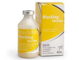 Sheep products | MSD Animal Health HUB