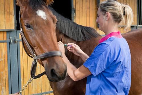 Search | MSD Animal Health HUB