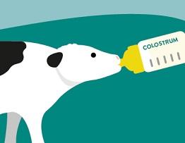Effective Colostrum Management | MSD Animal Health HUB