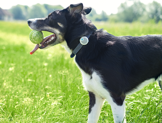 Animo® | MSD Animal Health HUB