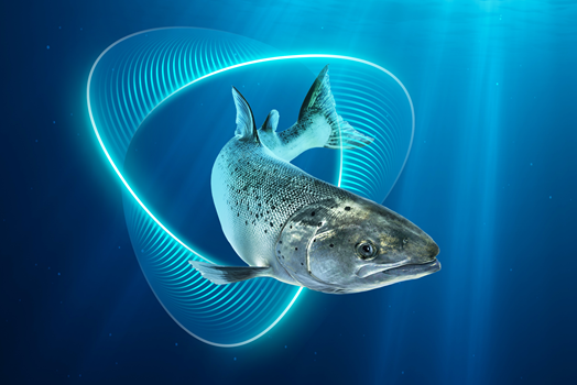 ClynavTM solution for injection for Atlantic salmon | MSD Animal Health HUB