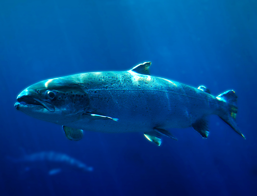 MSD Animal Health Aquaculture