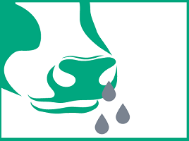 Bovine Respiratory Disease (BRD) | MSD Animal Health HUB