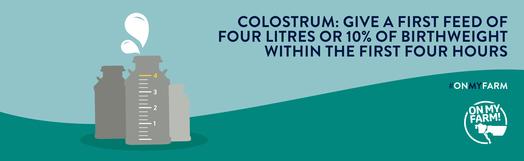 Good colostrum management is key to giving calves the best start | MSD ...