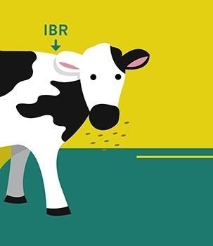 Infectious Bovine Rhinotracheitis (IBR) | MSD Animal Health HUB