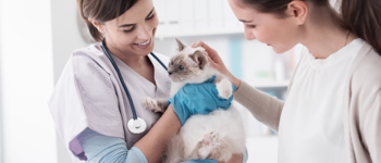 Diabetes in Cats: Dosing and Administration in Cats