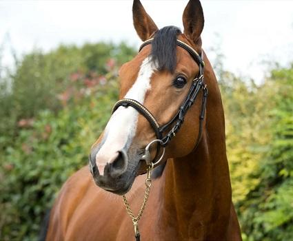 Homeagain Equine Frequently Asked Questions | MSD Animal Health HUB