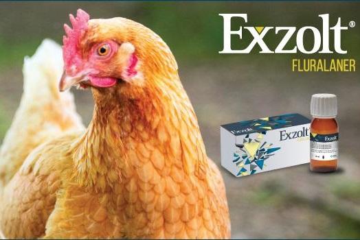 Exzolt® for Backyard chickens | MSD Animal Health HUB