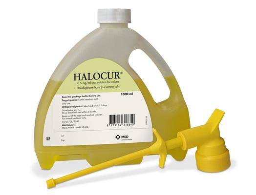 Halocur® 0.5 mg/ml oral solution for calves | MSD Animal Health HUB