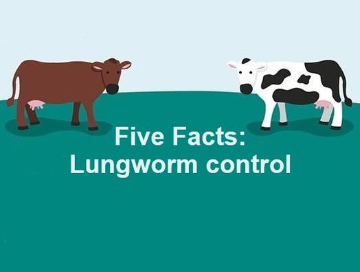 Five Facts about Lungworm Control in Cattle this Spring | MSD Animal ...