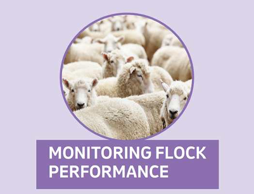 Flock Health Checklist - Monitoring Flock Performance | MSD Animal ...