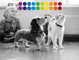 Vaccine storage and administration tips | MSD Animal Health HUB