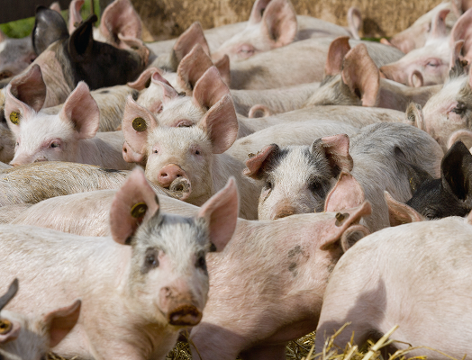 The Evolution of PCV-2 | MSD Animal Health HUB